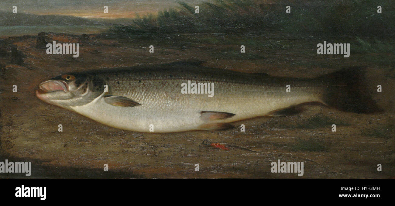 This artwork by John Christopher Miles depicts an Atlantic salmon in ...