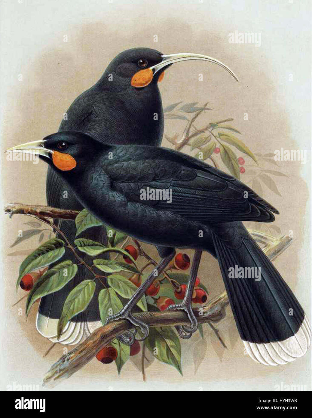 The 'Huia Buller' refers to the work of the New Zealand ornithologist ...