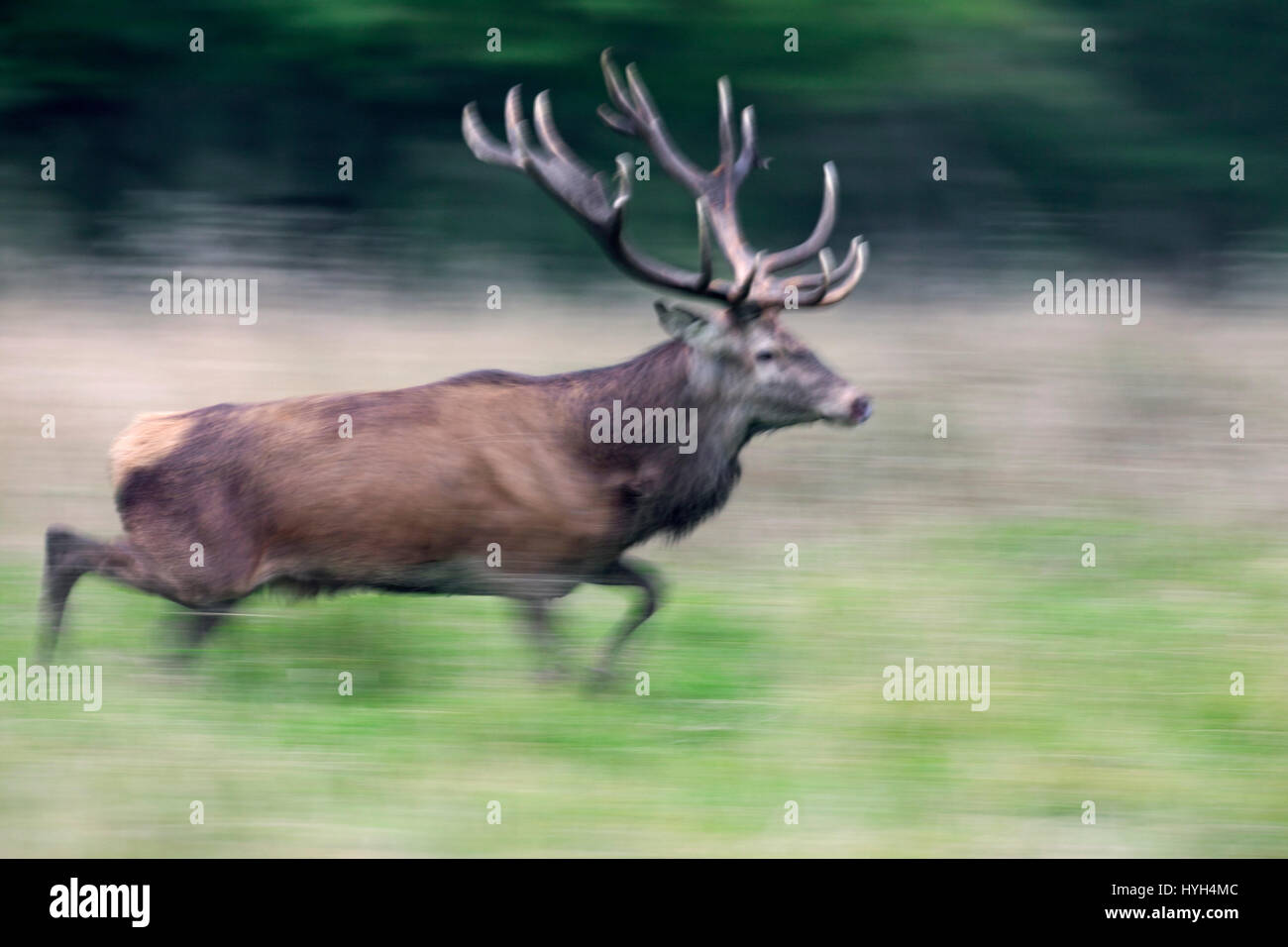 Red deer (Cervus elaphus) stag running through grassland during the ...