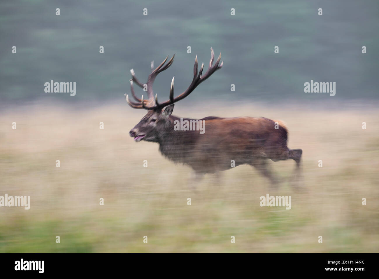 Red deer (Cervus elaphus) stag running through grassland during the ...
