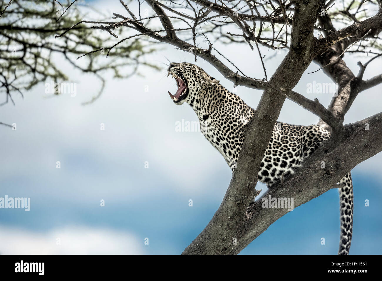 Leopard yelling on a tree in Serengeti National Park Stock Photo - Alamy