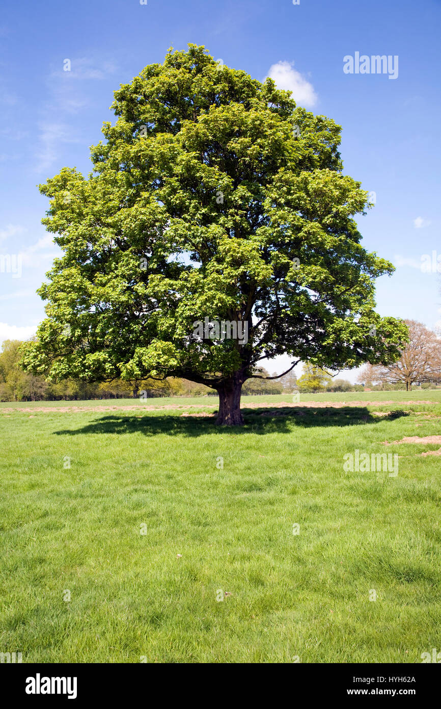 English common lime tree leaves hi-res stock photography and images - Alamy