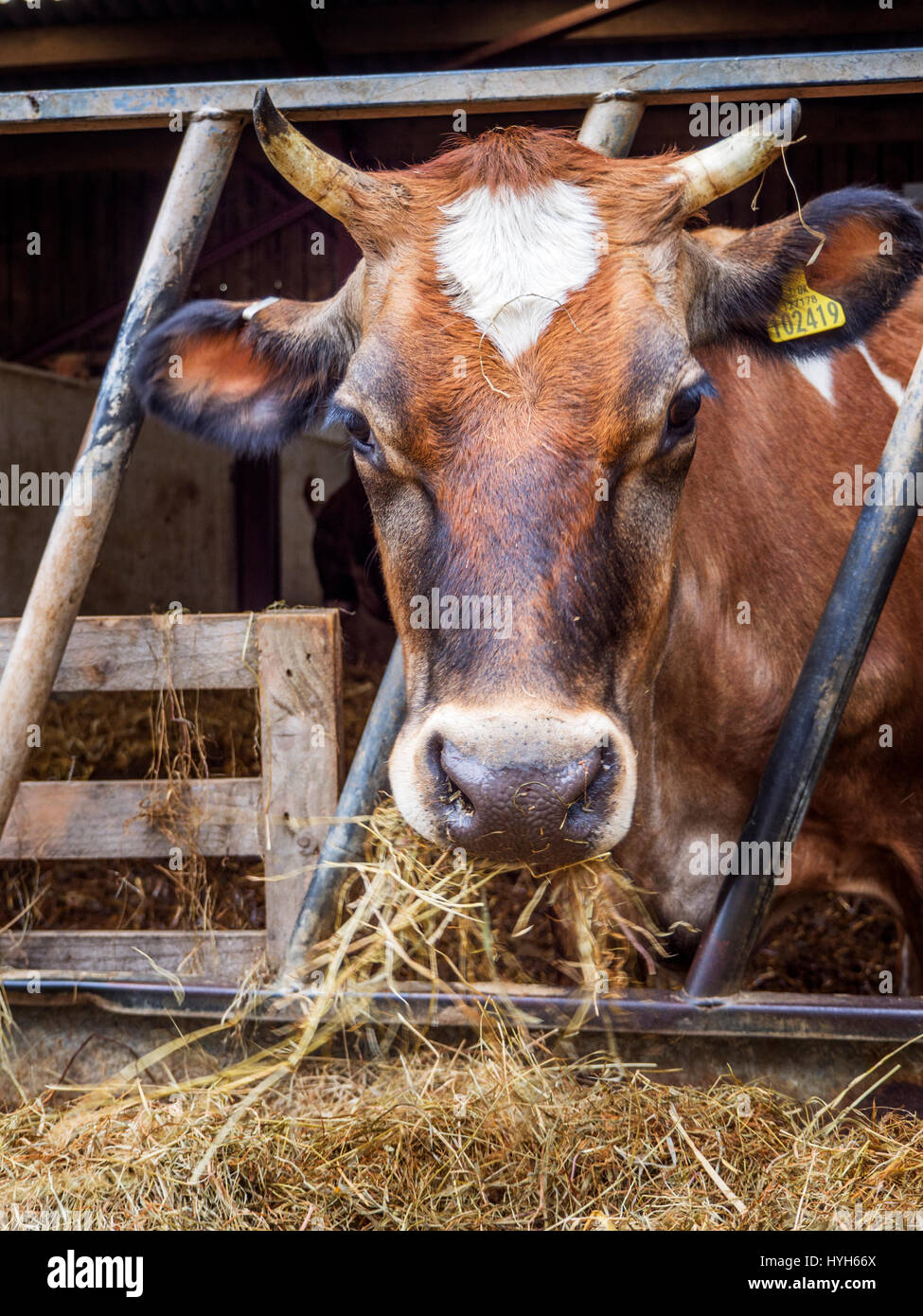 Jersey Cow in a Barn at Birchfield Farm Summerbridge Nidderdale ...