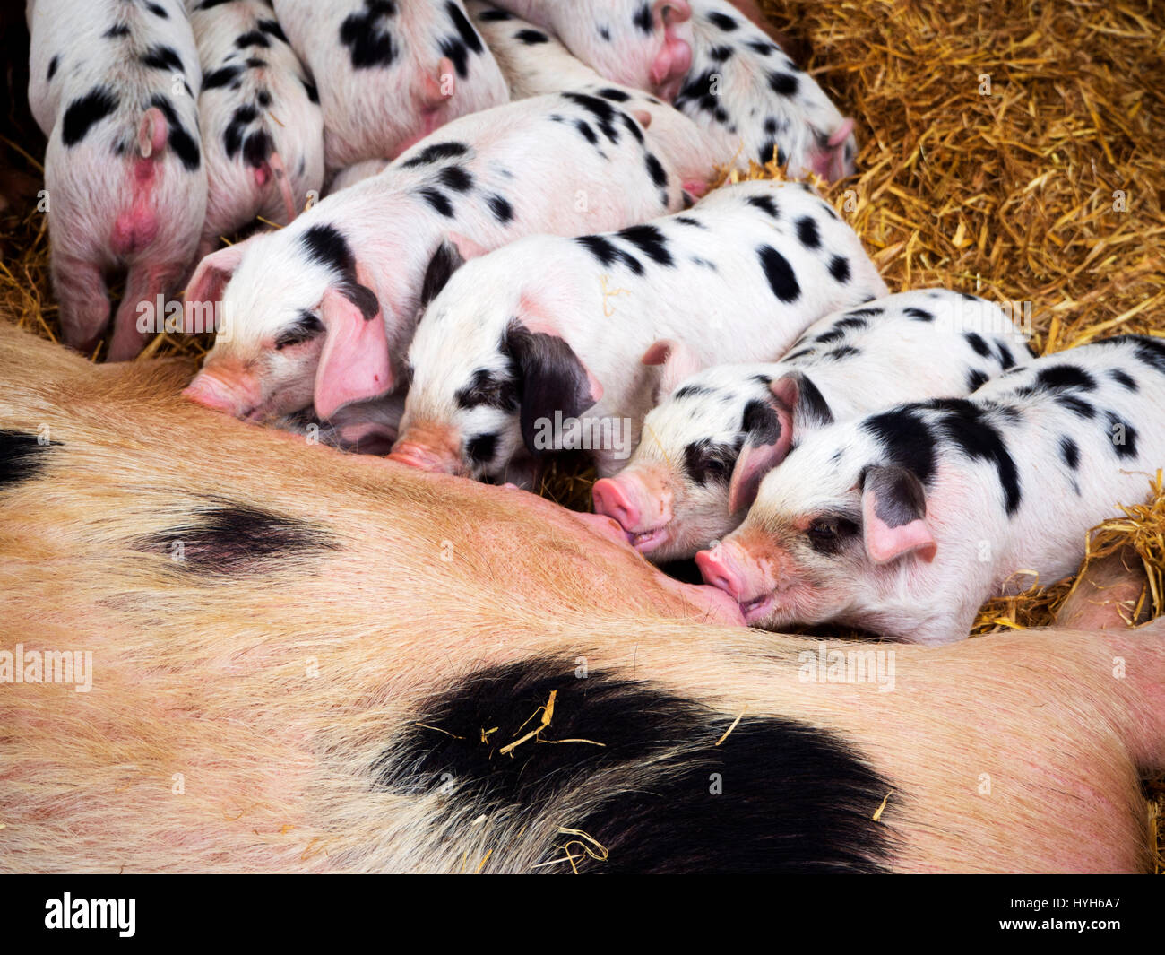 Gloucester Old Spot Sow and Piglets Suckling in a Barn at Birchfield ...