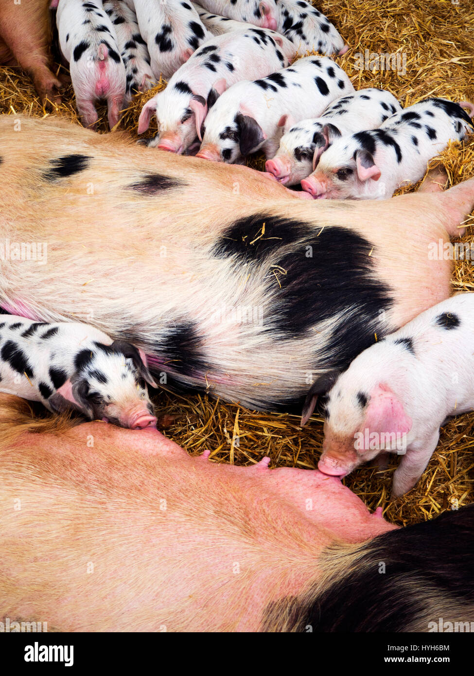 Gloucester Old Spot Sows and Piglets Suckling in a Barn at Birchfield ...