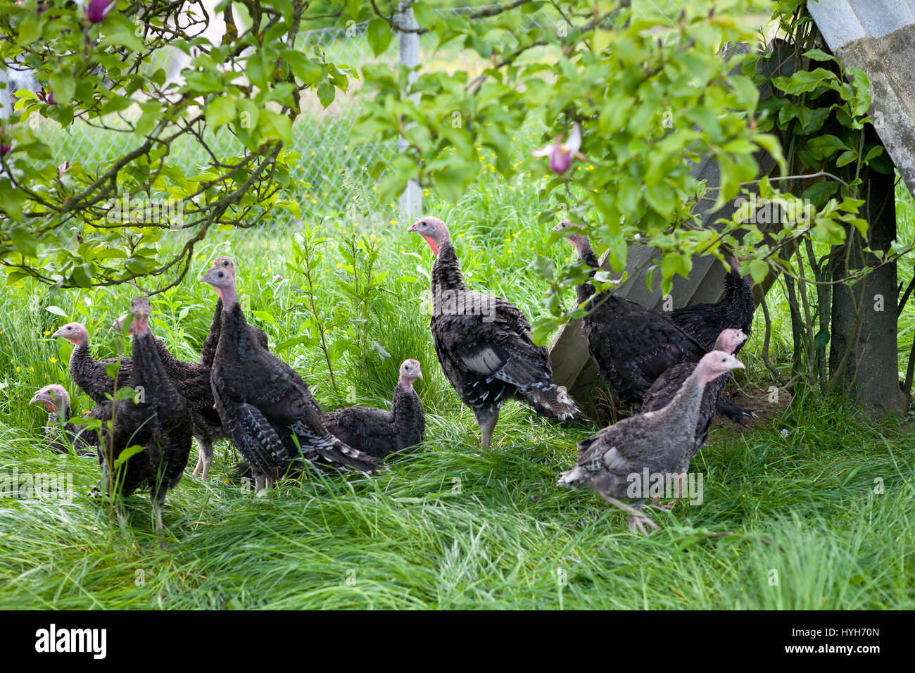 Turkey chicks hi-res stock photography and images - Alamy