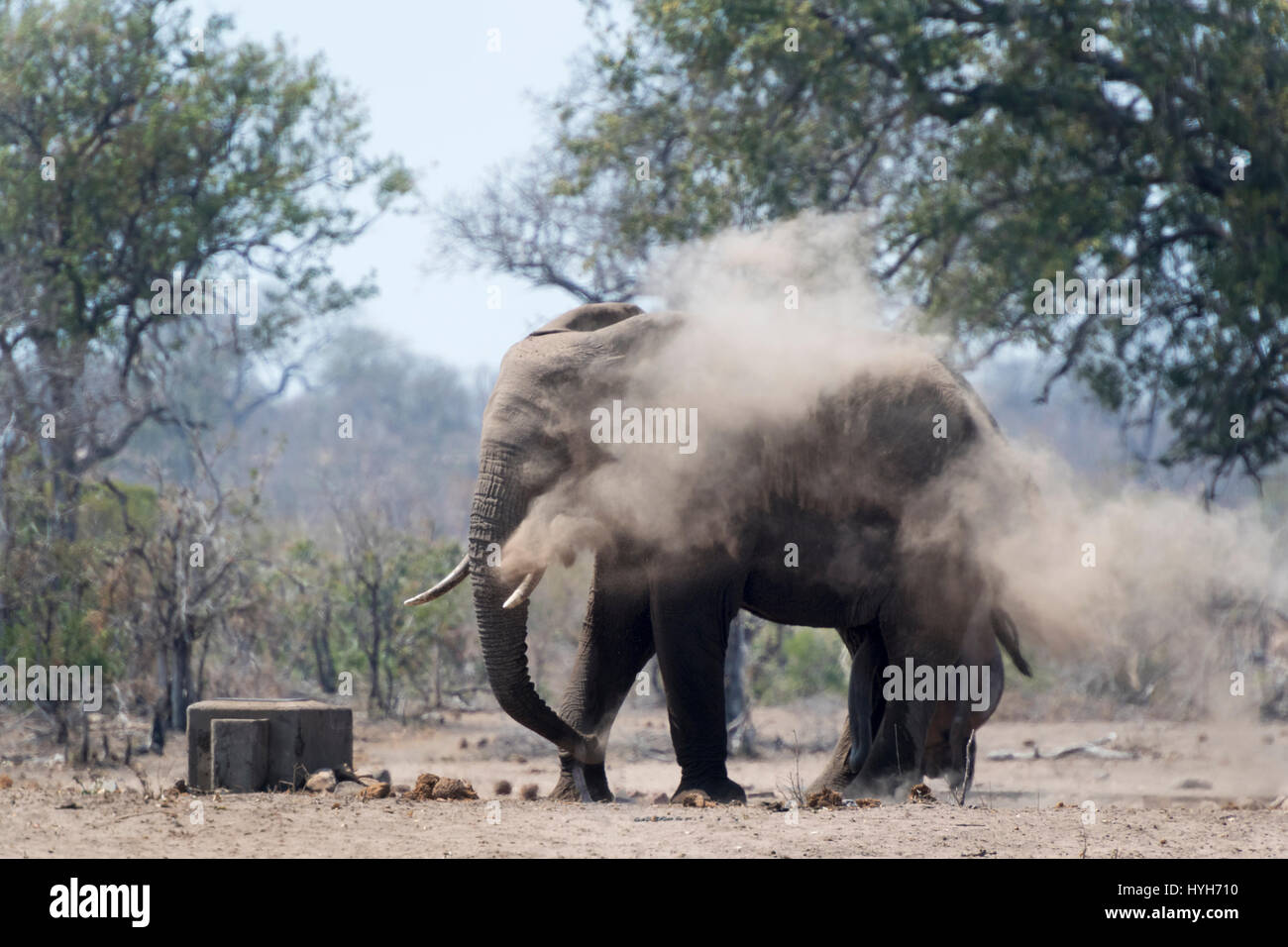 Bull dust hi-res stock photography and images - Alamy