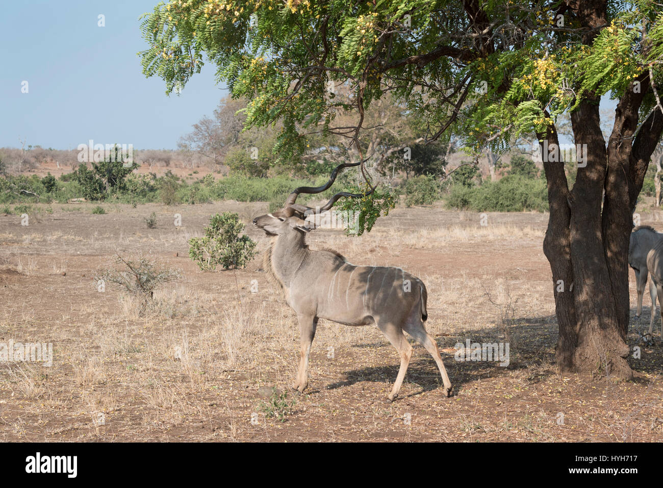 Greater kudu (Tragelaphus strepsiceros), male rubbing food out of ...