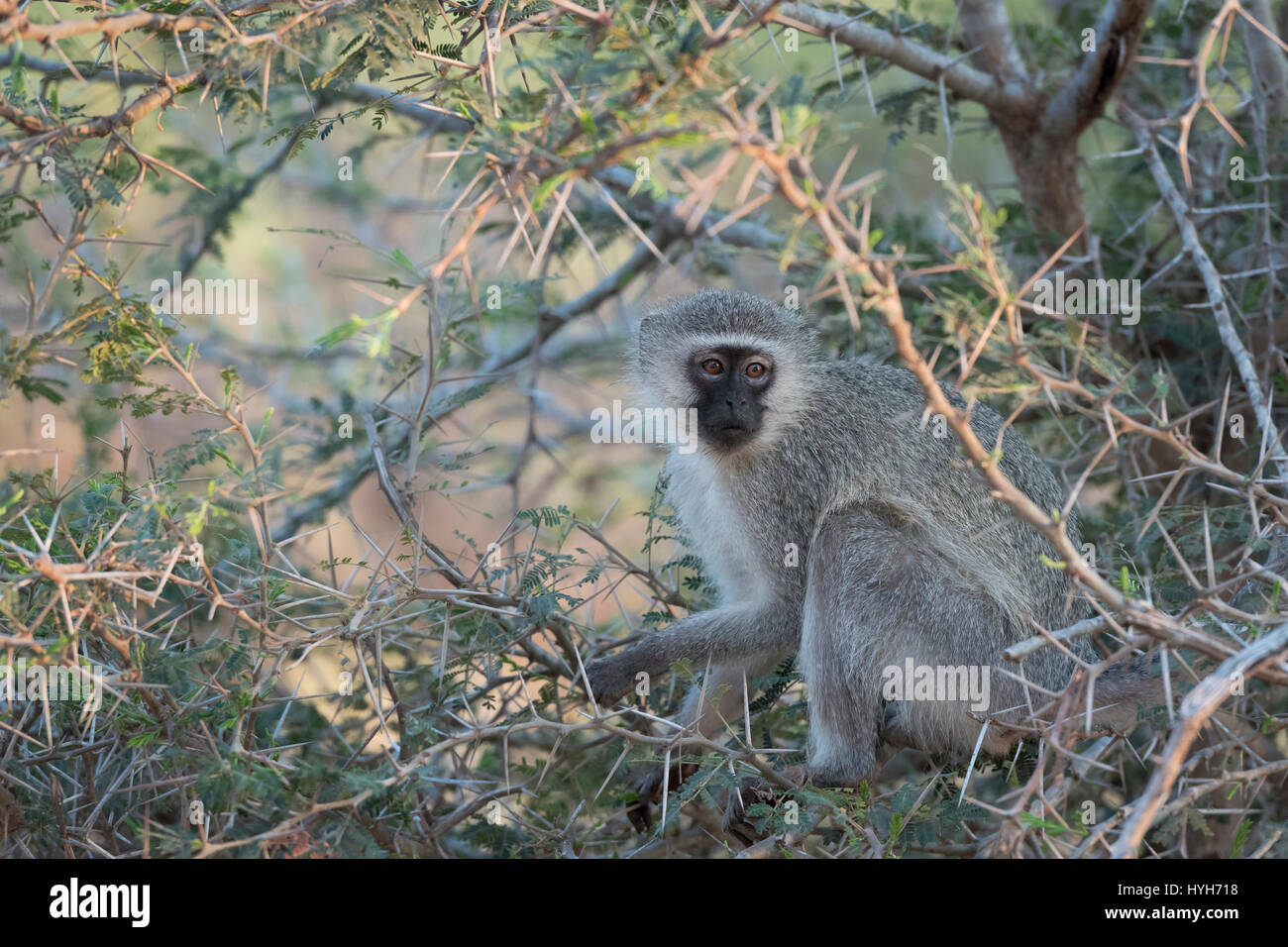 Velvet Monkey (Cercopithecus pygerythrus) foraging in acaciatree ...