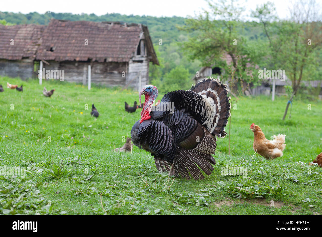 Turkey Country Farming High Resolution Stock Photography and Images - Alamy