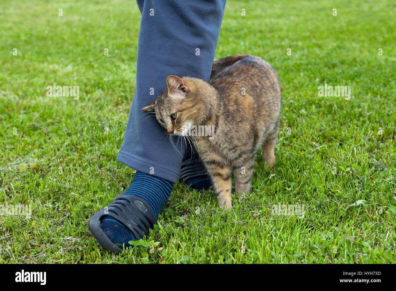 Gray cat rubbing against female leg Stock Photo - Alamy