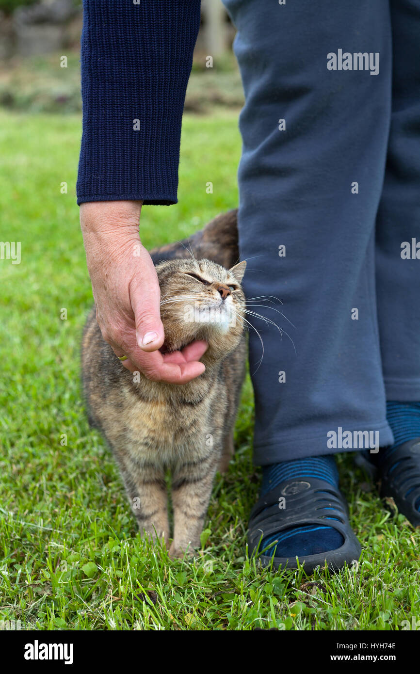 Petting kitty hi-res stock photography and images - Alamy