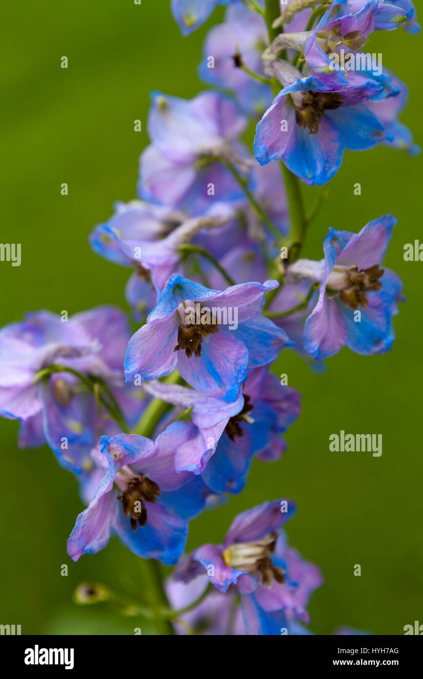 Delphinium hybrid hi-res stock photography and images - Alamy