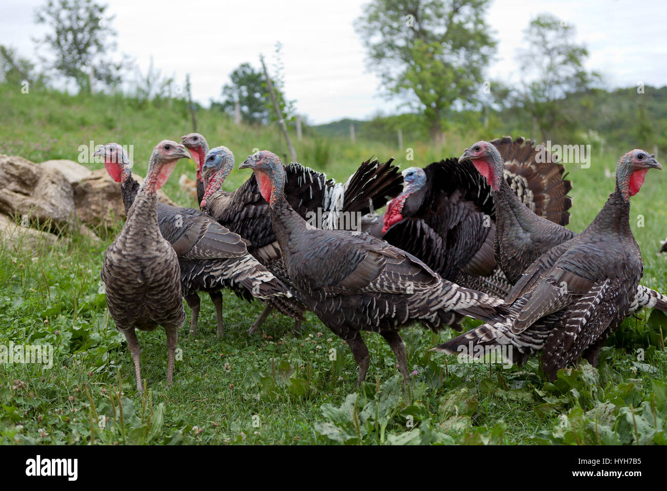 Black turkeys on the farm Stock Photo - Alamy