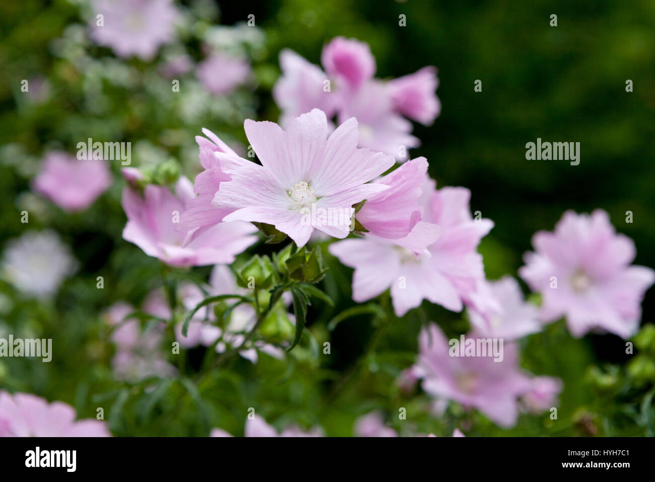 Malva alcea hi-res stock photography and images - Alamy