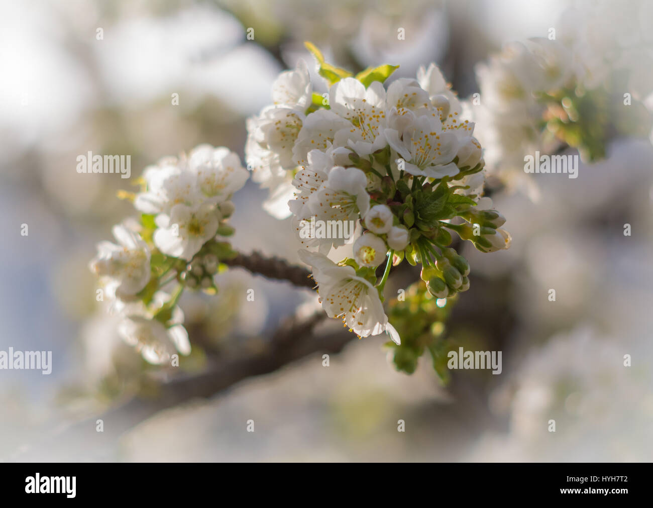 white blossom on branches of tree in springtime Stock Photo - Alamy