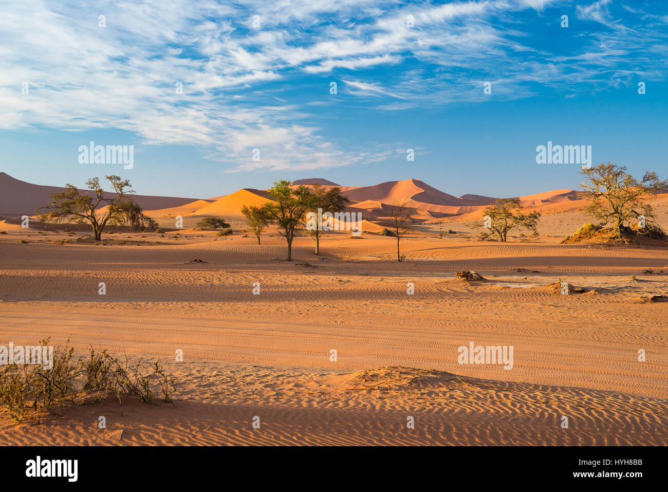 Sand dunes in the Namib desert at dawn, roadtrip in the wonderful Namib ...