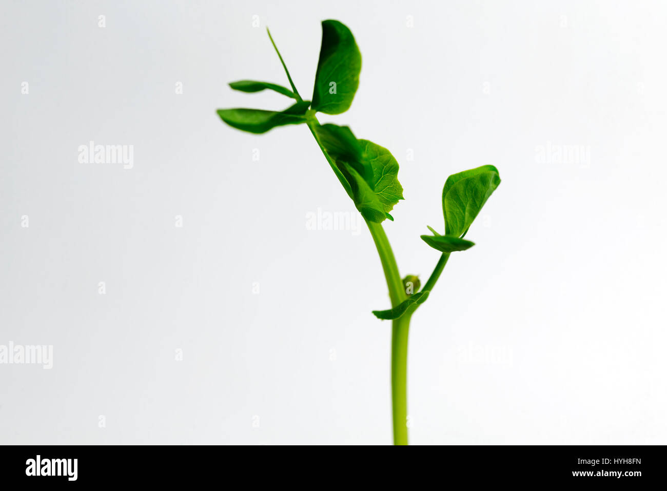 A small sprout on white background Stock Photo - Alamy