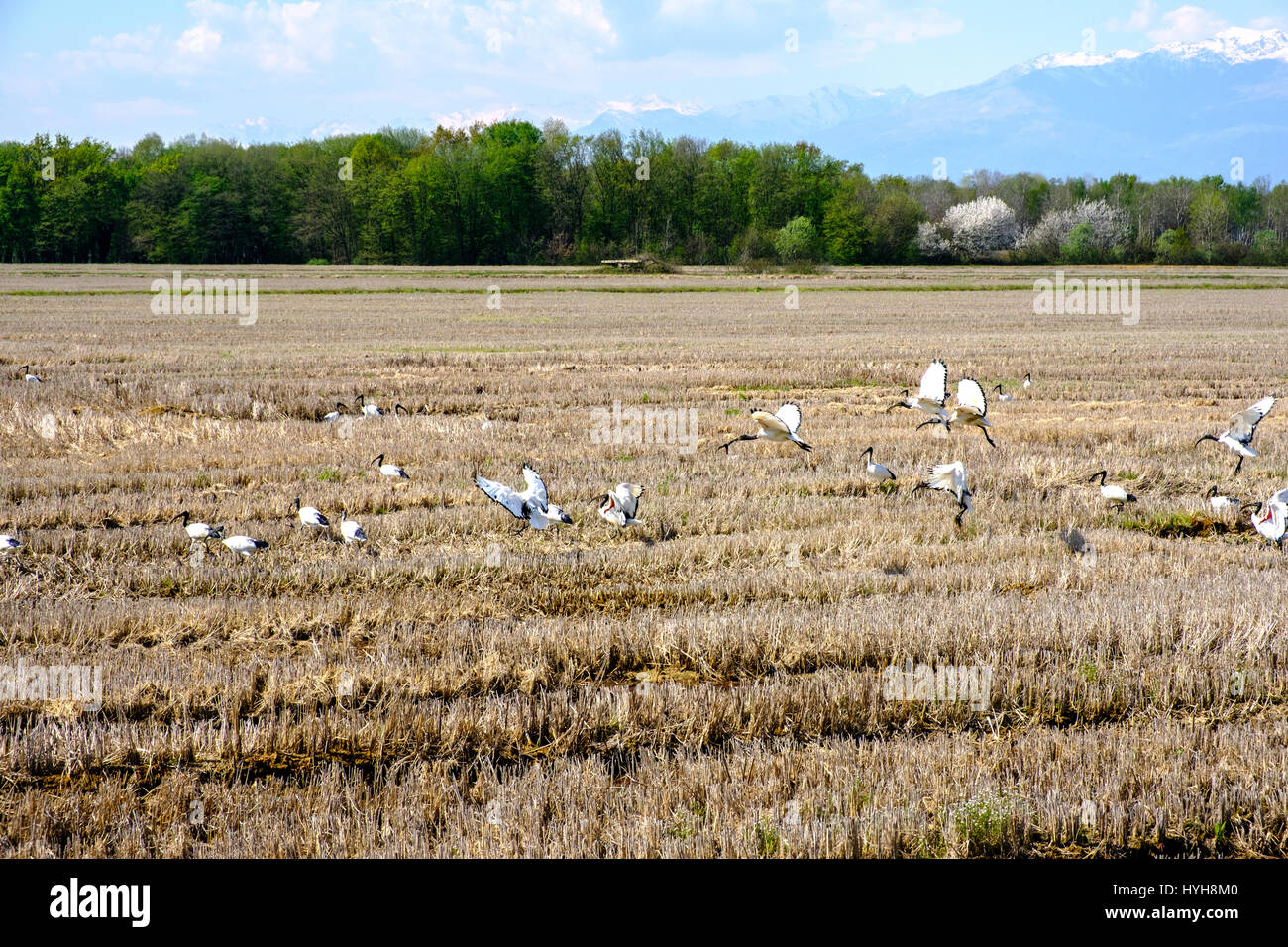 Sacred Ibis (Threskiornis Aethiopicus) flying over a rice field in ...
