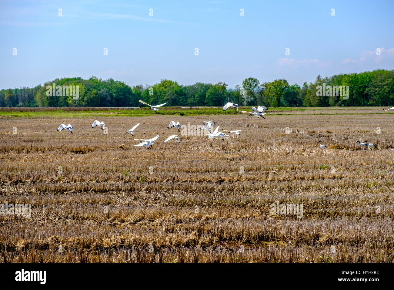 Sacred ibis flying hi-res stock photography and images - Alamy