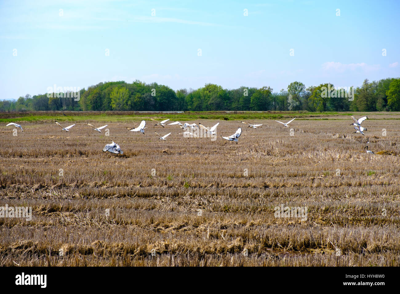 Sacred Ibis (Threskiornis Aethiopicus) flying over a rice field in ...