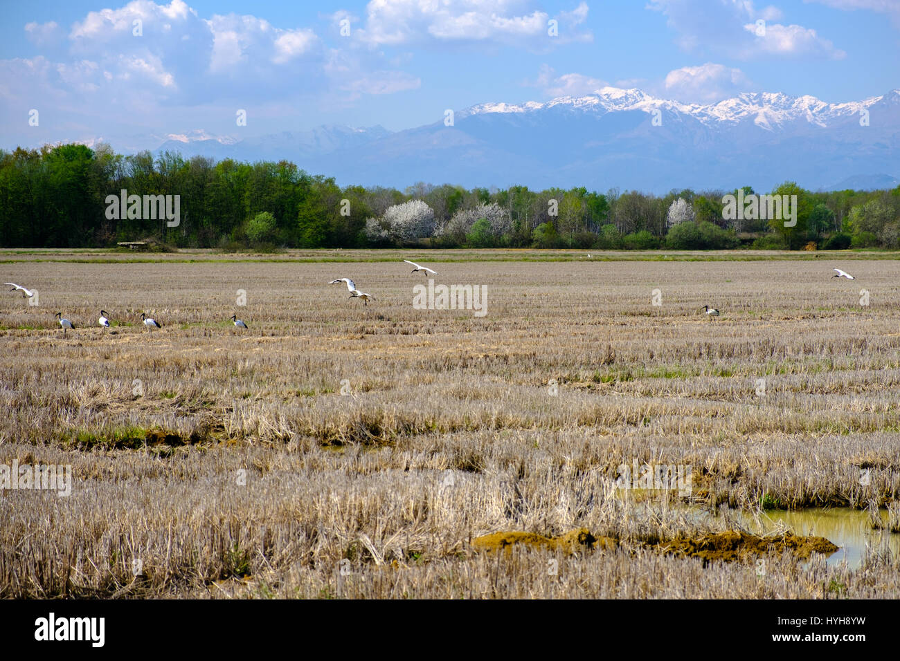 Flying sacred ibis hi-res stock photography and images - Alamy