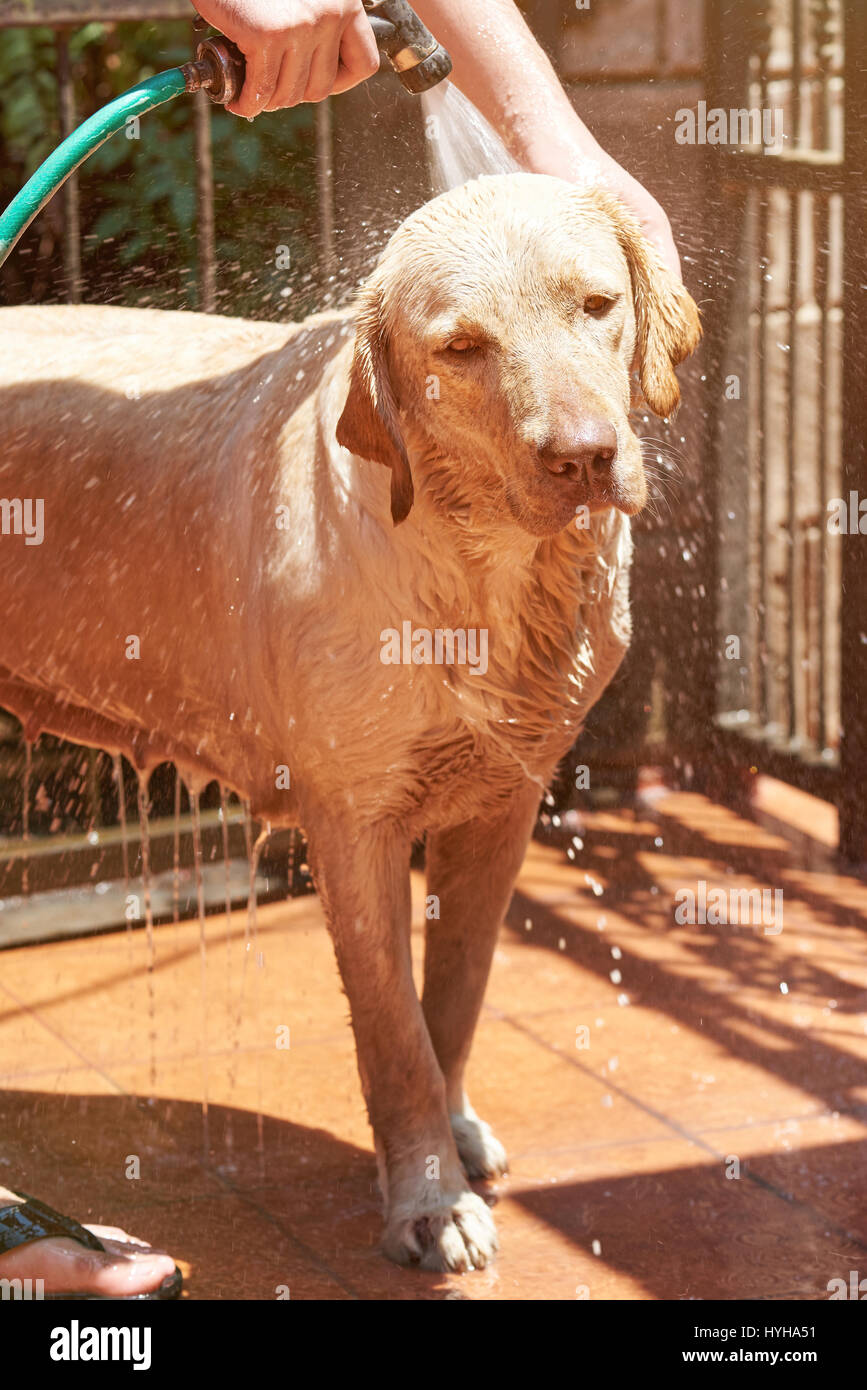 Washing cute labrador dog outside on sunny day. Spray water hose for ...