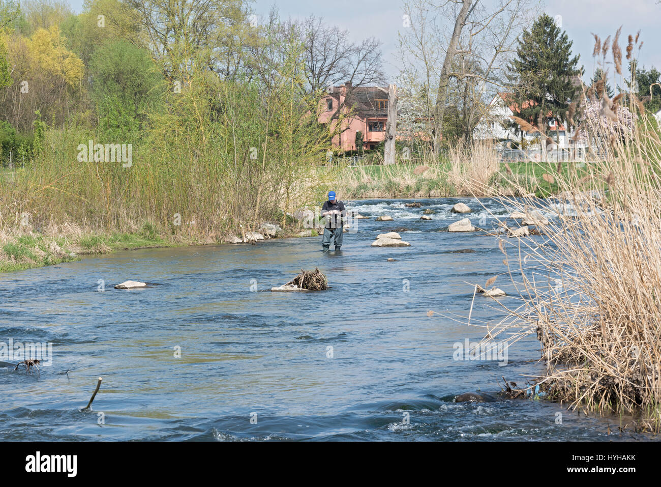 Fly fishing in the renatured Nidda River Stock Photo - Alamy