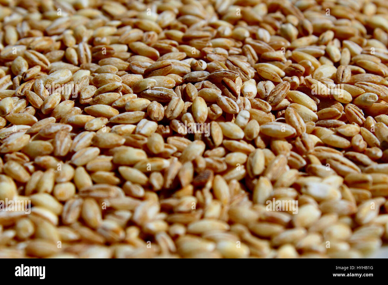 Barley Grains White Background High Resolution Stock Photography and ...