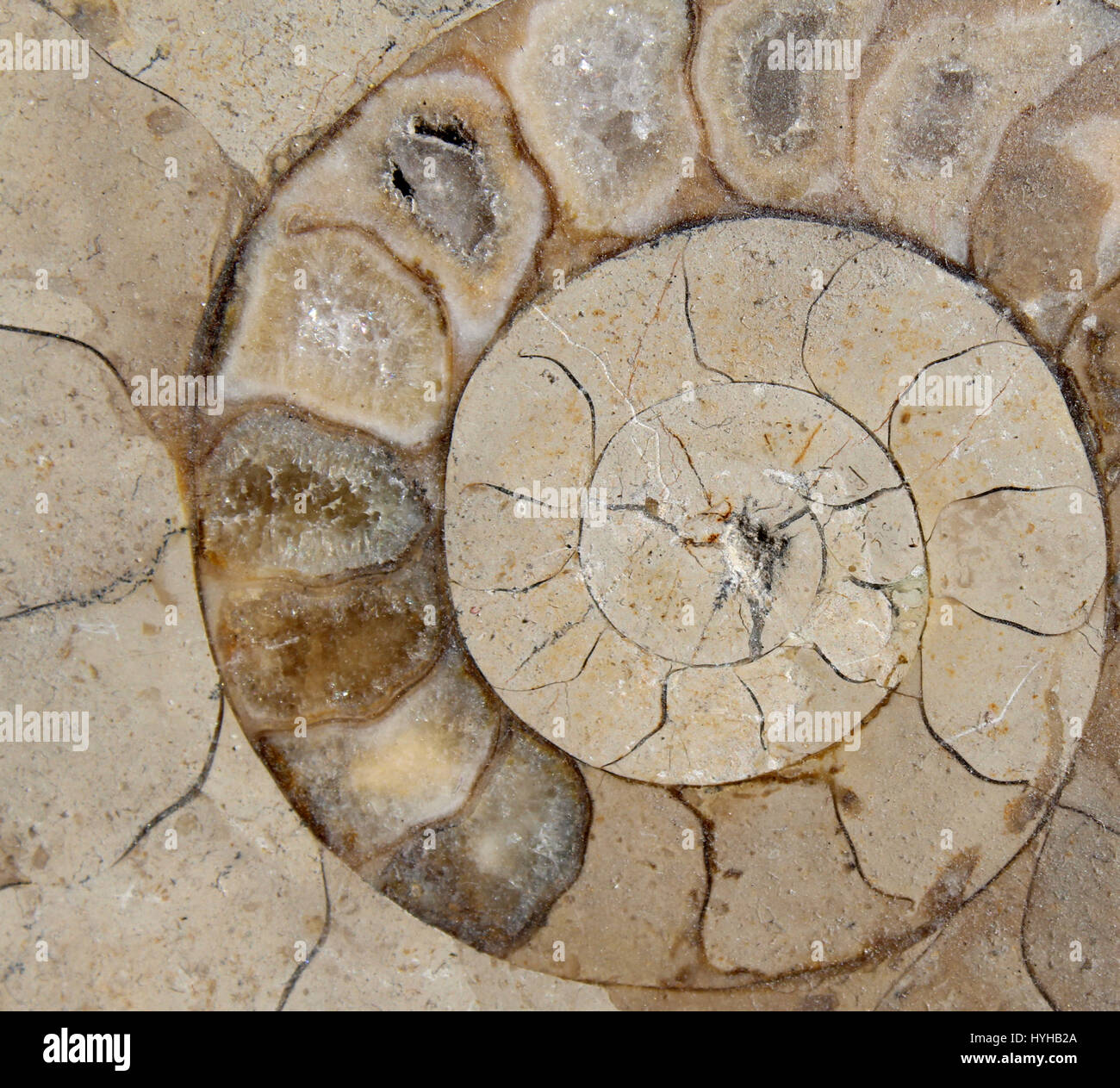 Ammonite fossil polished section Stock Photo - Alamy