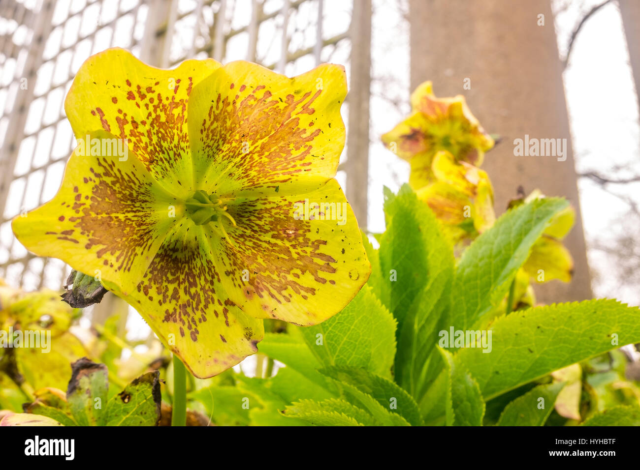 golden yellow hellebore growing in a lancashire park Stock Photo - Alamy