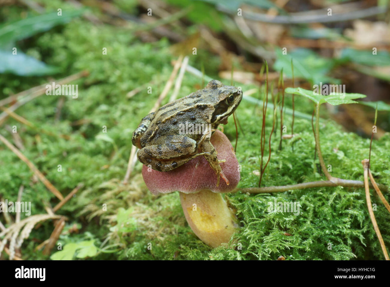 First frog hi-res stock photography and images - Alamy
