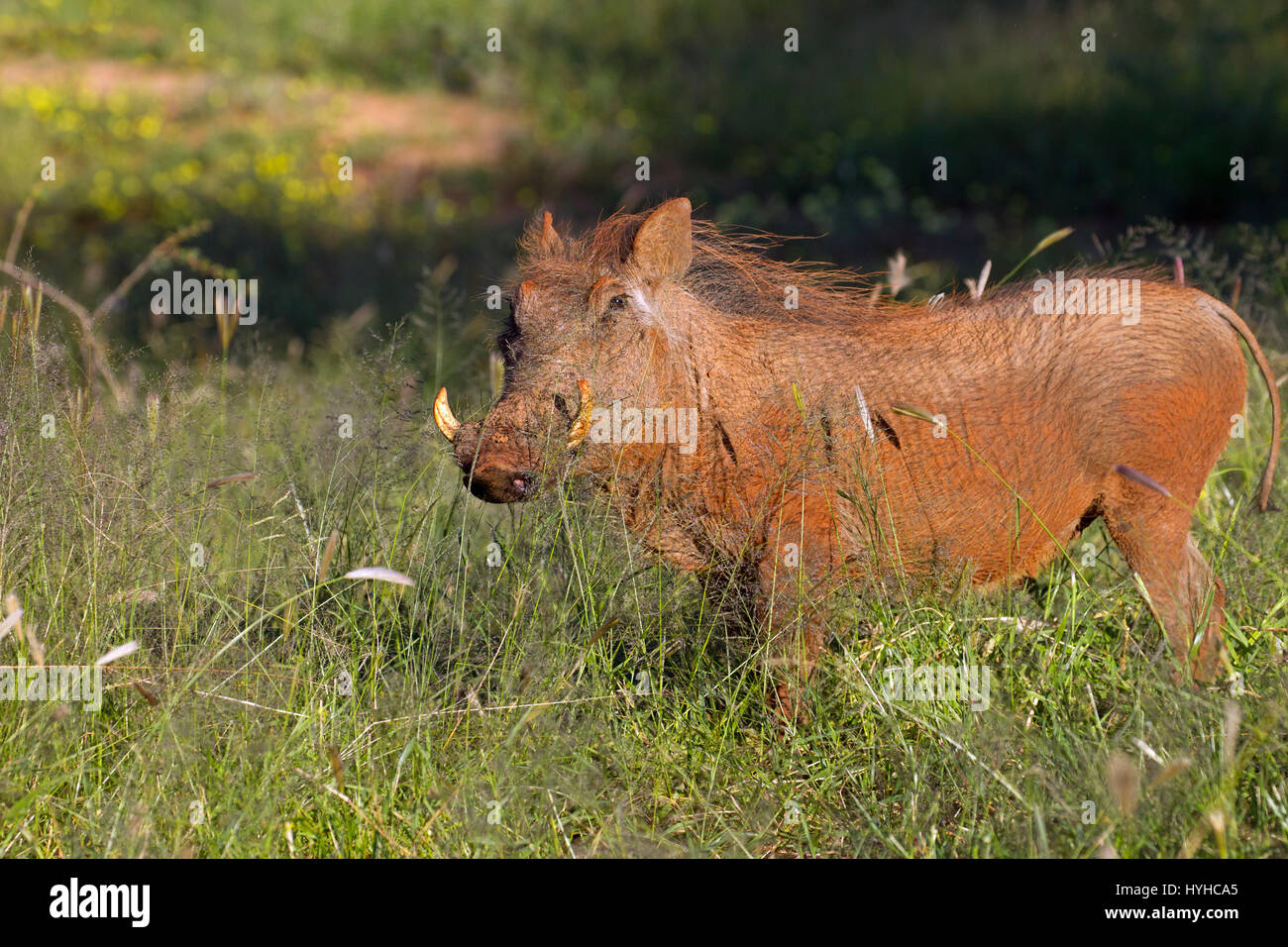Canine teeth with roots hi-res stock photography and images - Alamy