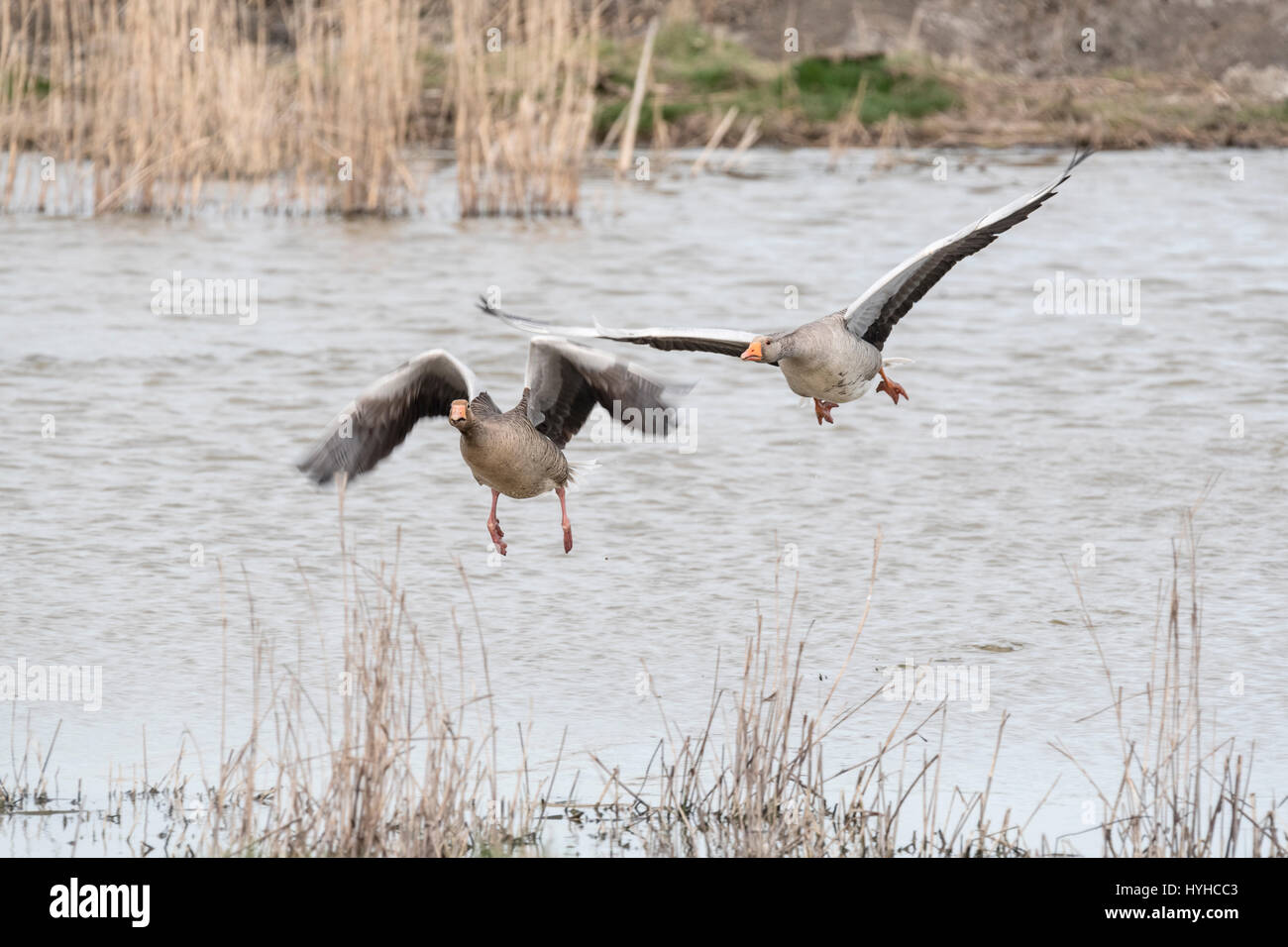 A graylag Goose (Anser anser) chasing another one Stock Photo - Alamy