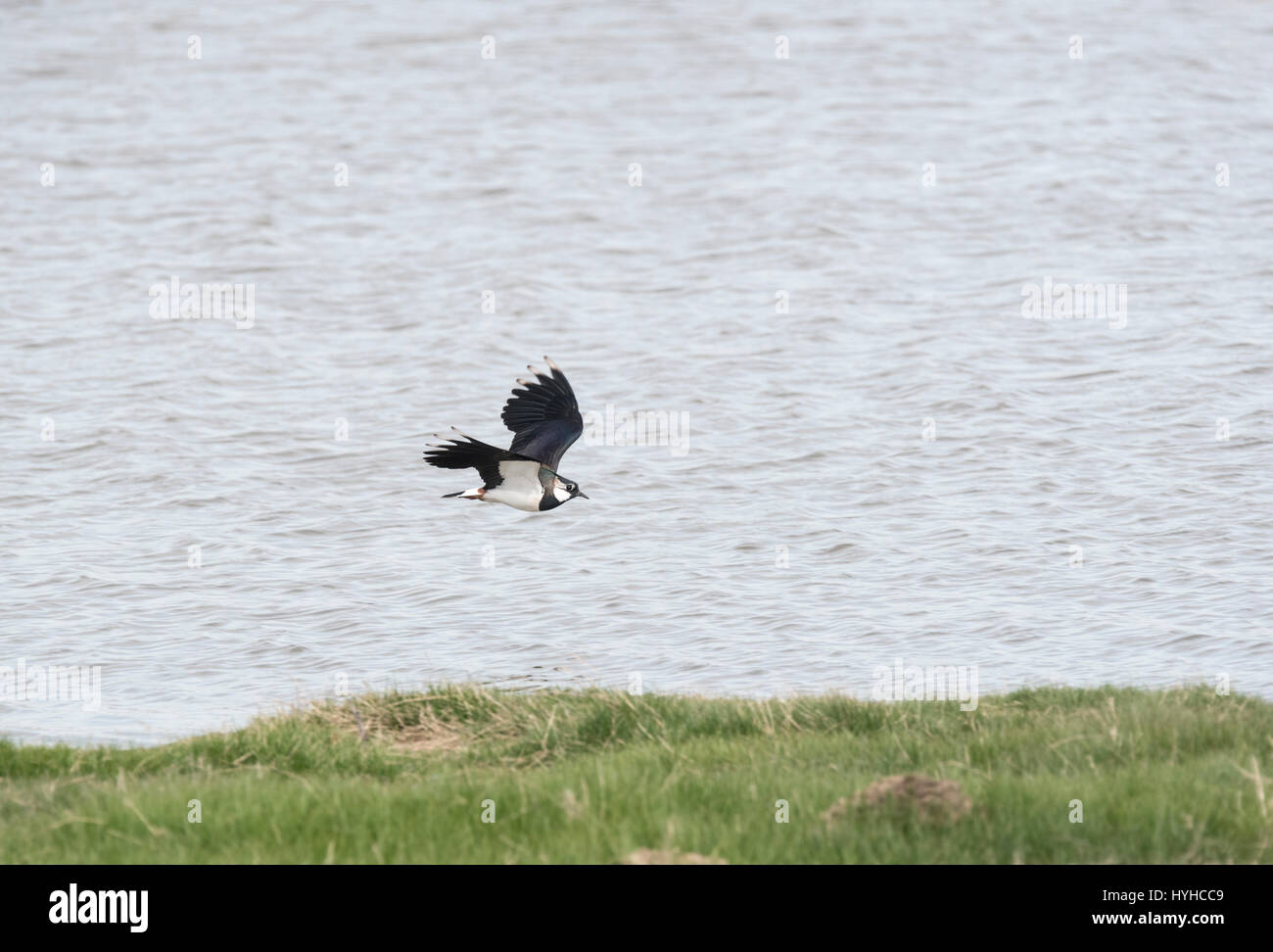 Lapwing flying off hi-res stock photography and images - Alamy