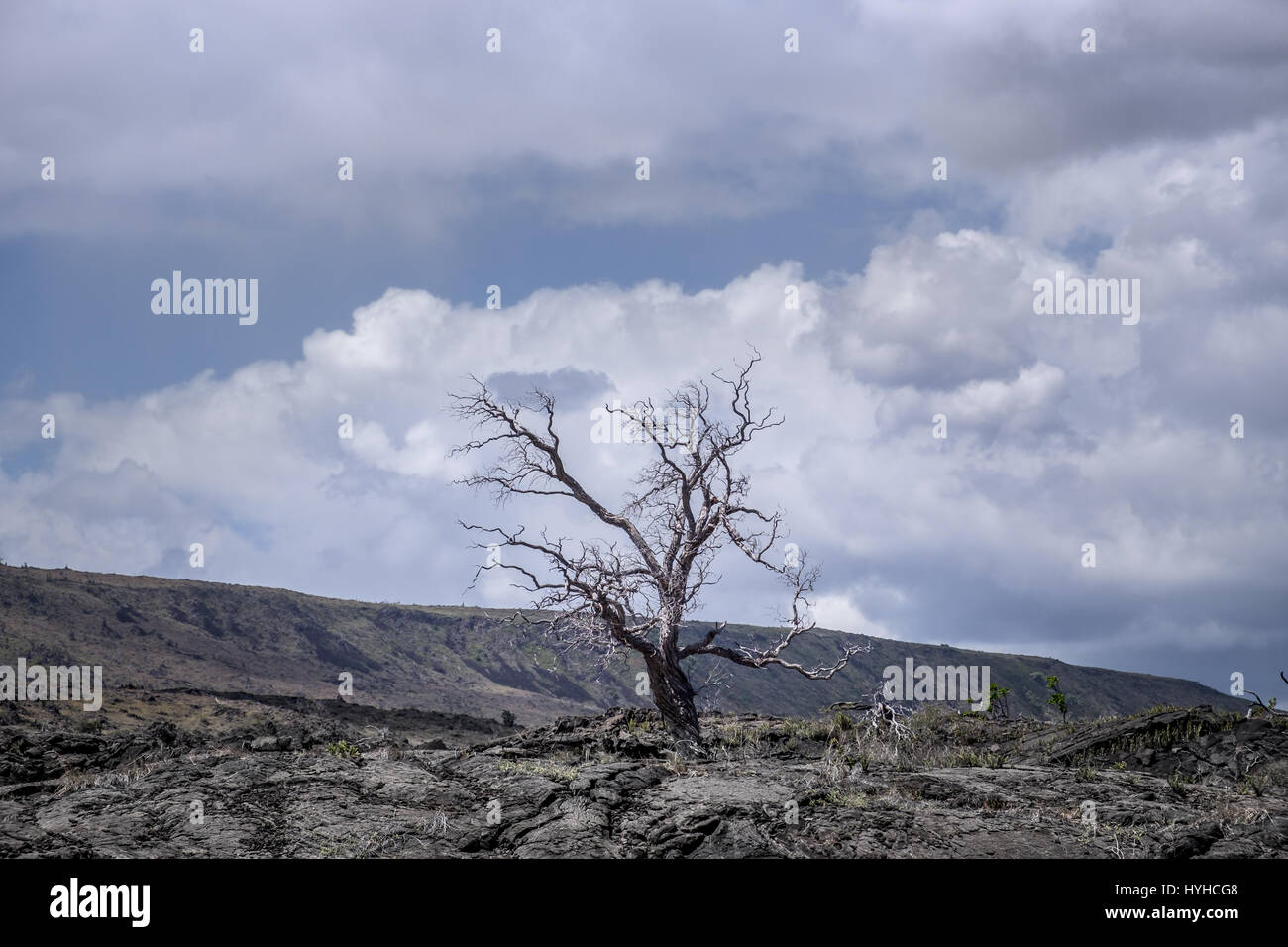 Dry tree in volcanic lava landscape on Hawaii Big island, USA Stock ...