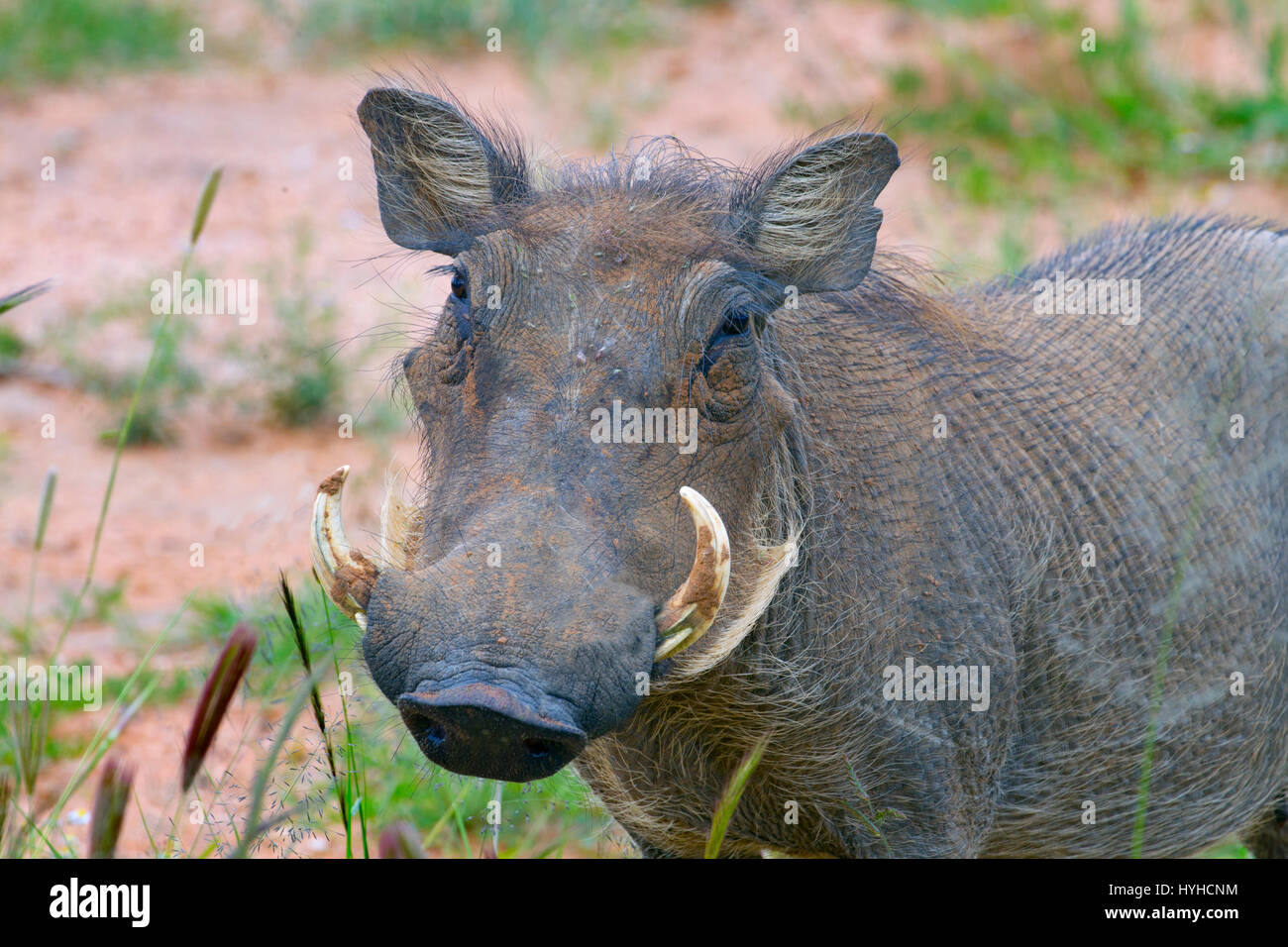 Canine teeth with roots hi-res stock photography and images - Alamy