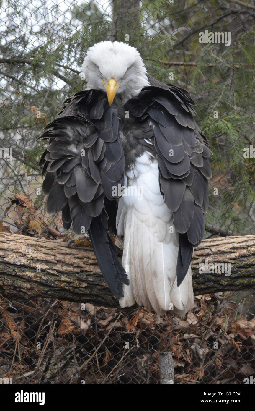 American bald eagle feet hi-res stock photography and images - Alamy