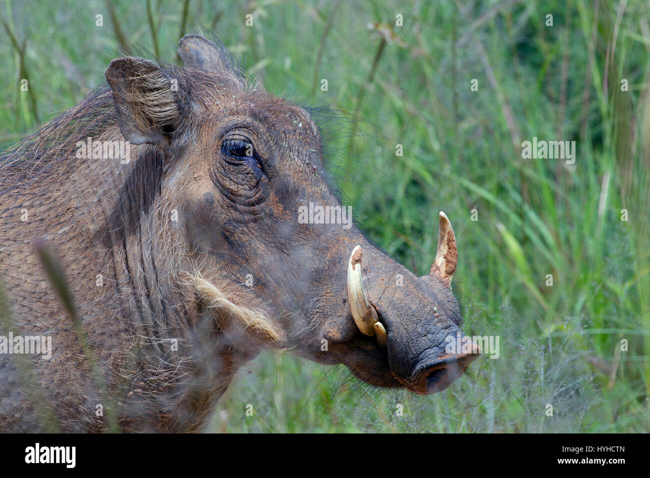 Warthog Phacochoerus africanus Portrait Stock Photo - Alamy