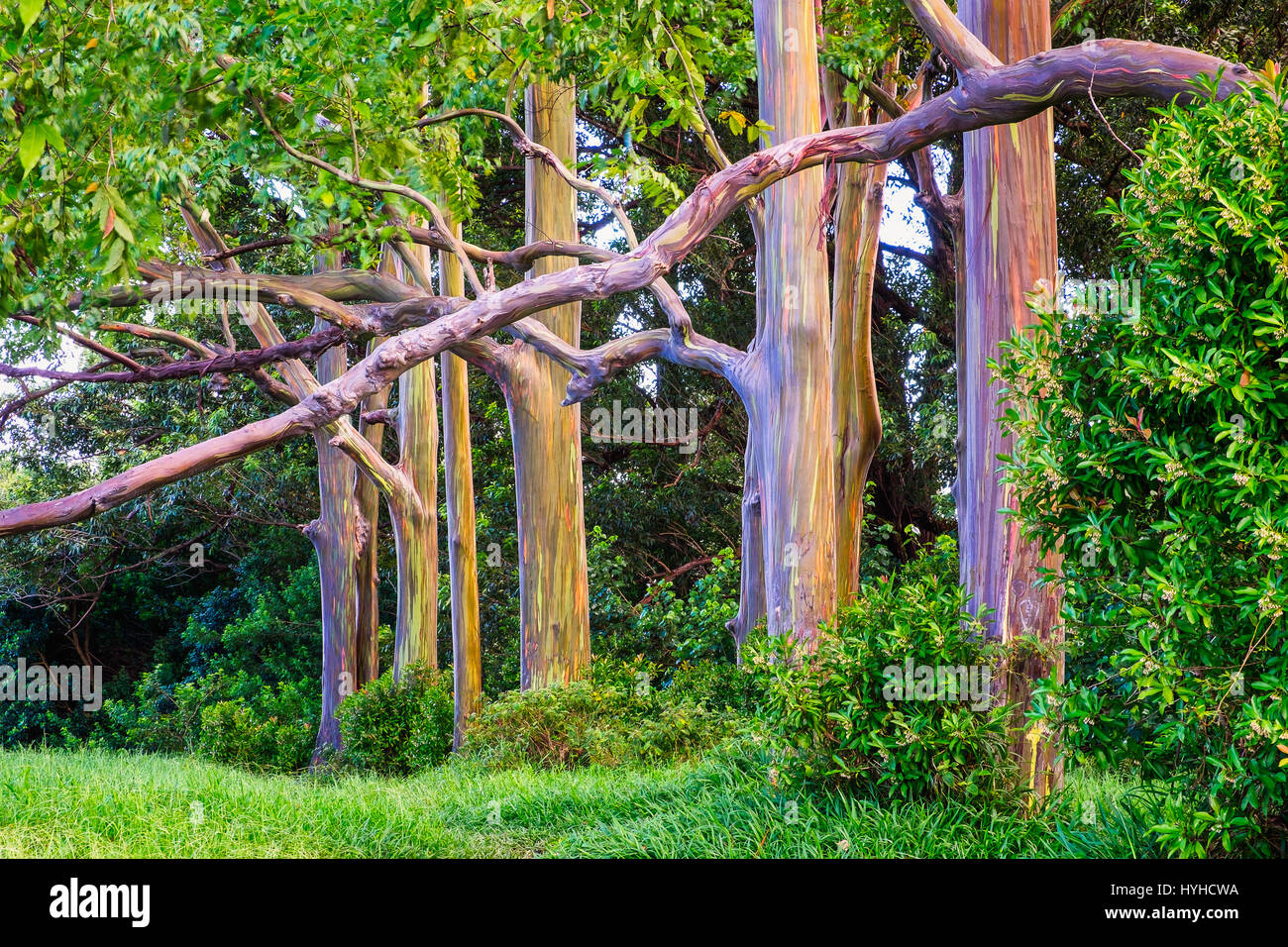 Hawaii maui forest bark hi-res stock photography and images - Alamy