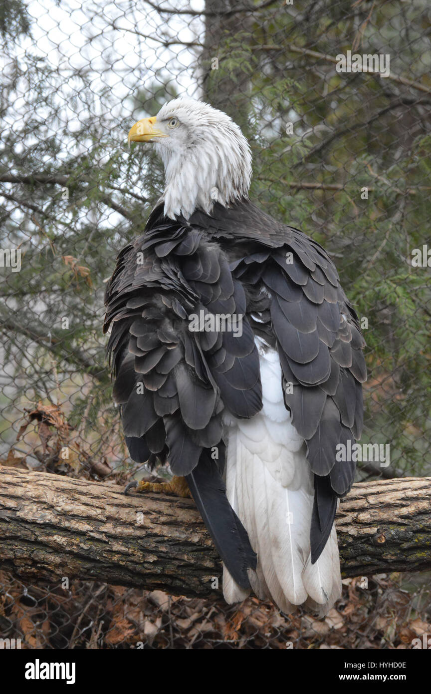 American bald eagle feet hi-res stock photography and images - Alamy