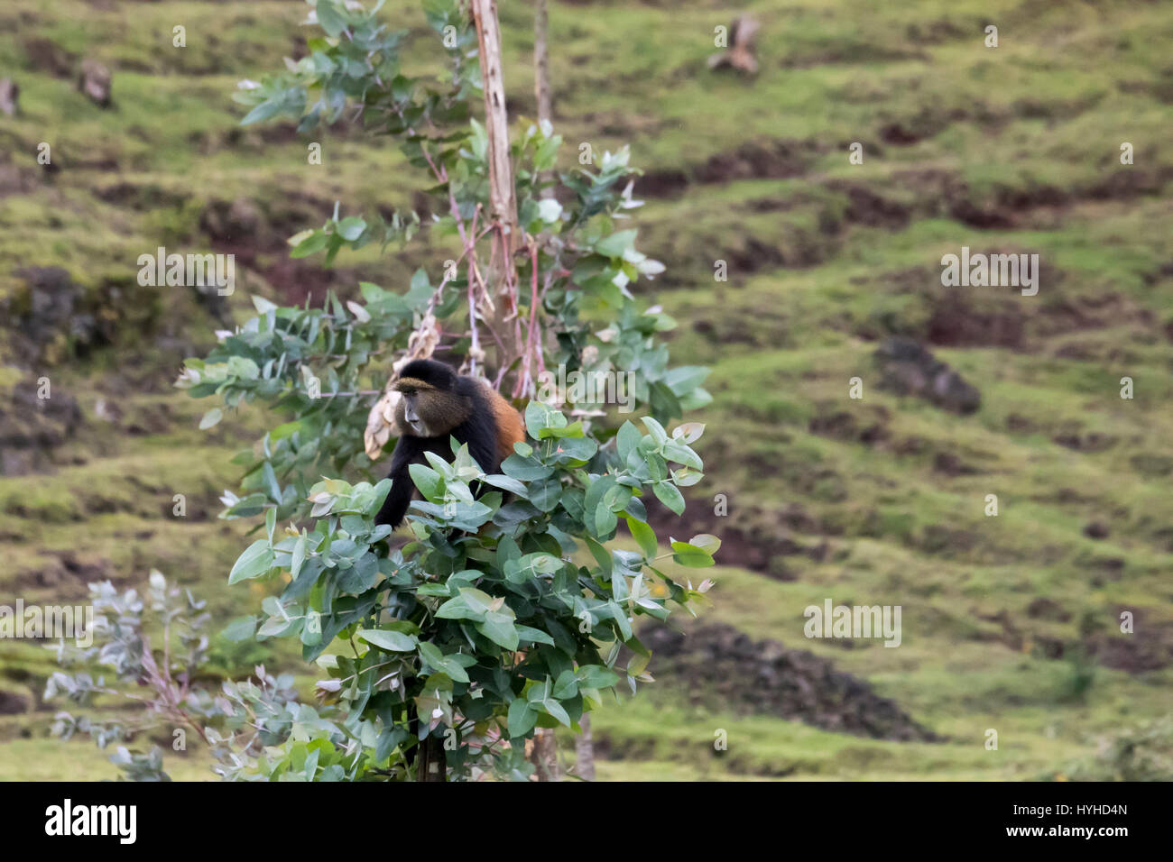 Endangered golden monkey sitting in eucalyptus tree in Virunga forest ...