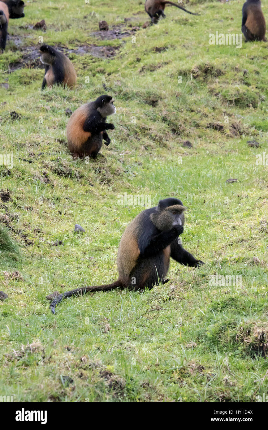 Endangered golden monkey foraging in potato field in Virunga forest of ...