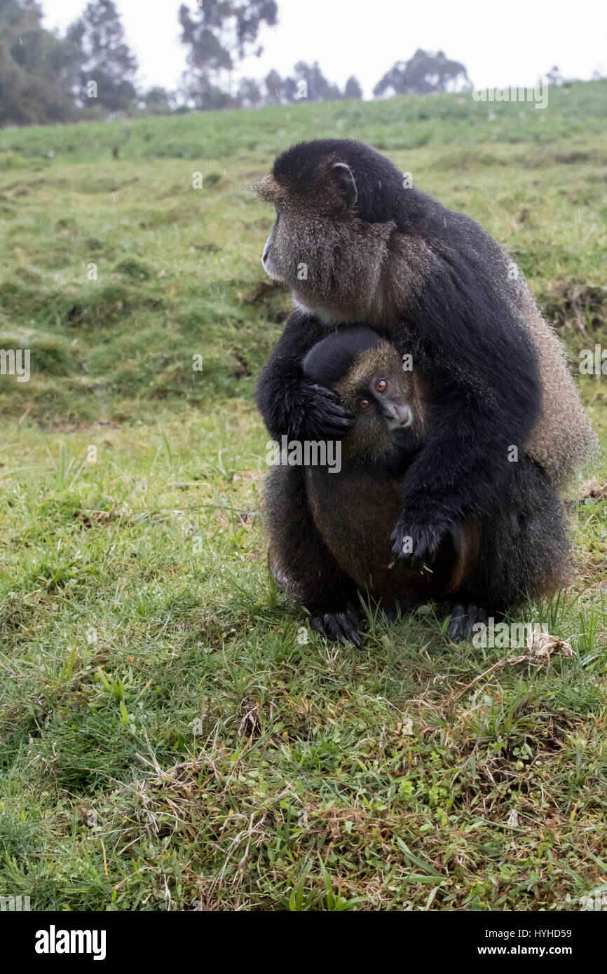 Endangered golden monkey with baby in Virunga forest of Volcanoes ...