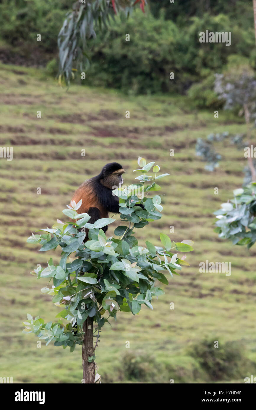Endangered golden monkey on top of eucalyptus tree in Virunga forest of ...