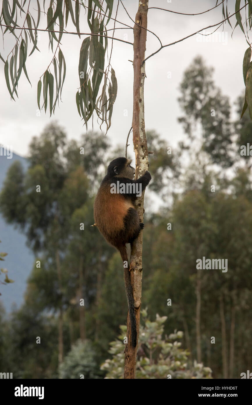 Endangered golden monkey feeding in eucalyptus tree in Virunga forest ...