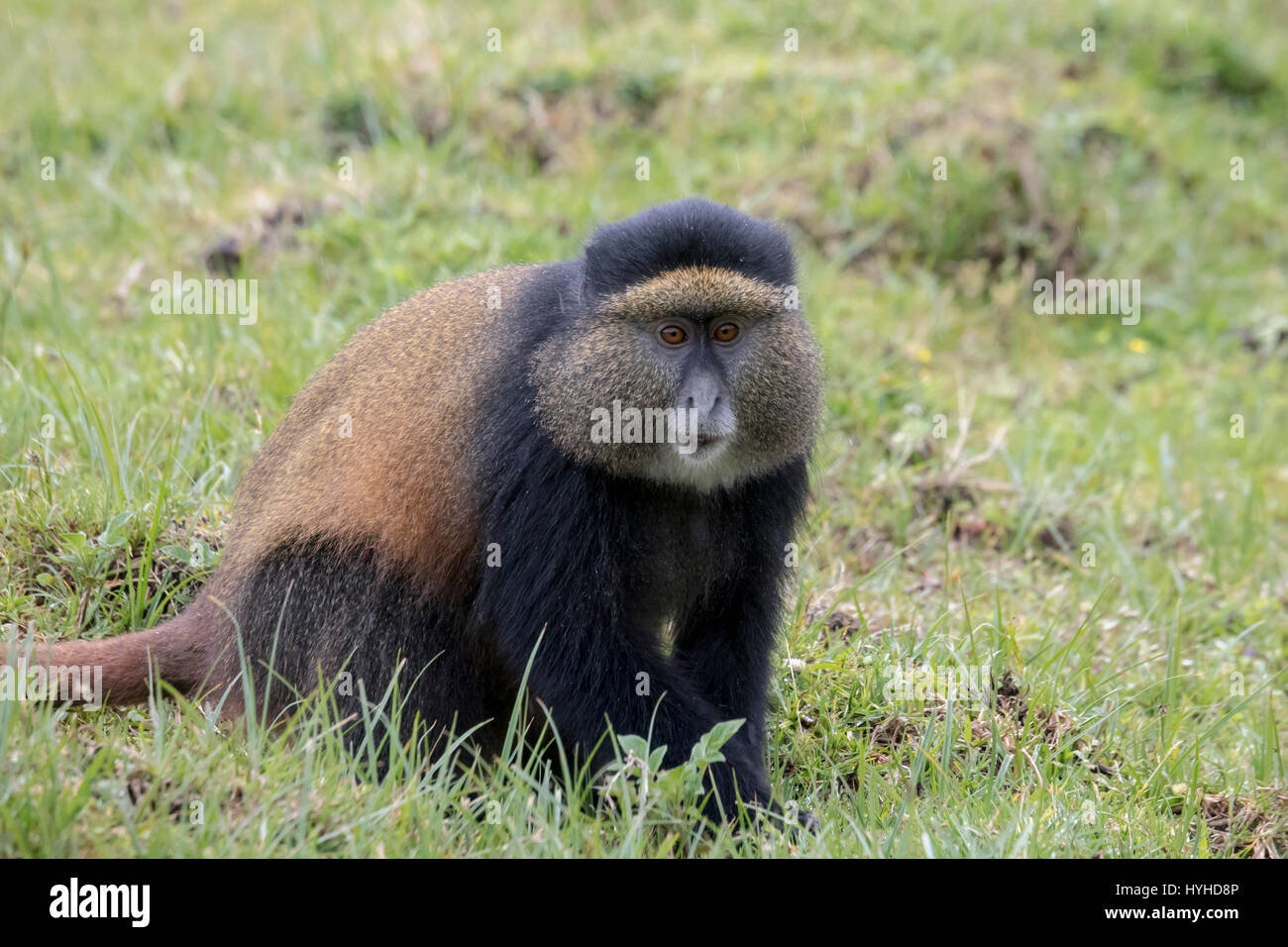 Endangered golden monkey adult in field in Virunga forest of Volcanoes ...