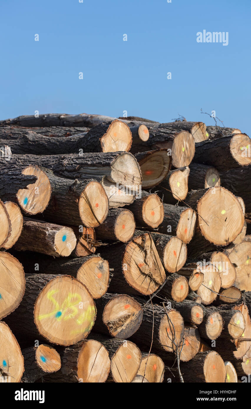 Log pile logpile hi-res stock photography and images - Alamy