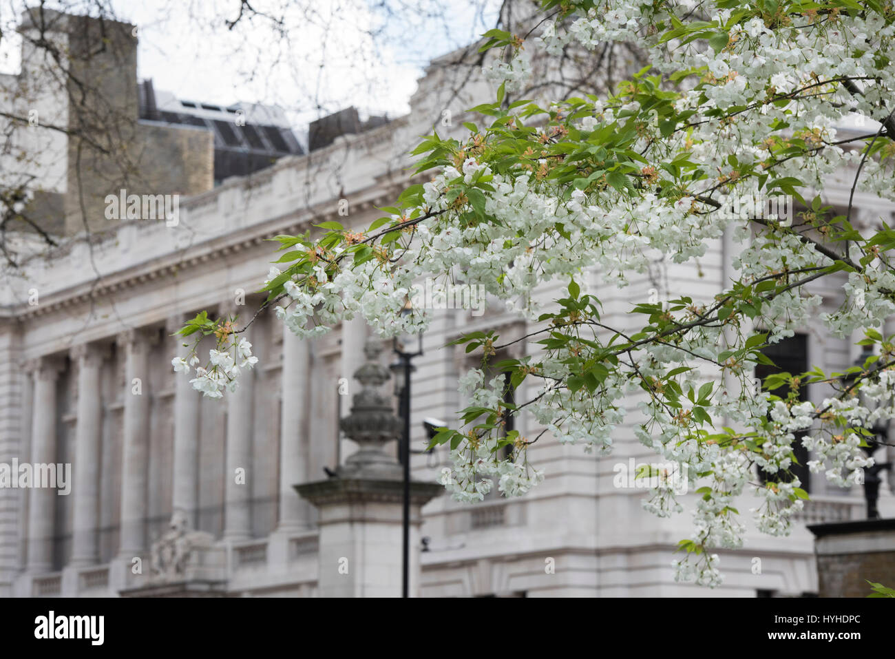 Prunus. Cherry tree blossom in spring. St James Park, City of ...