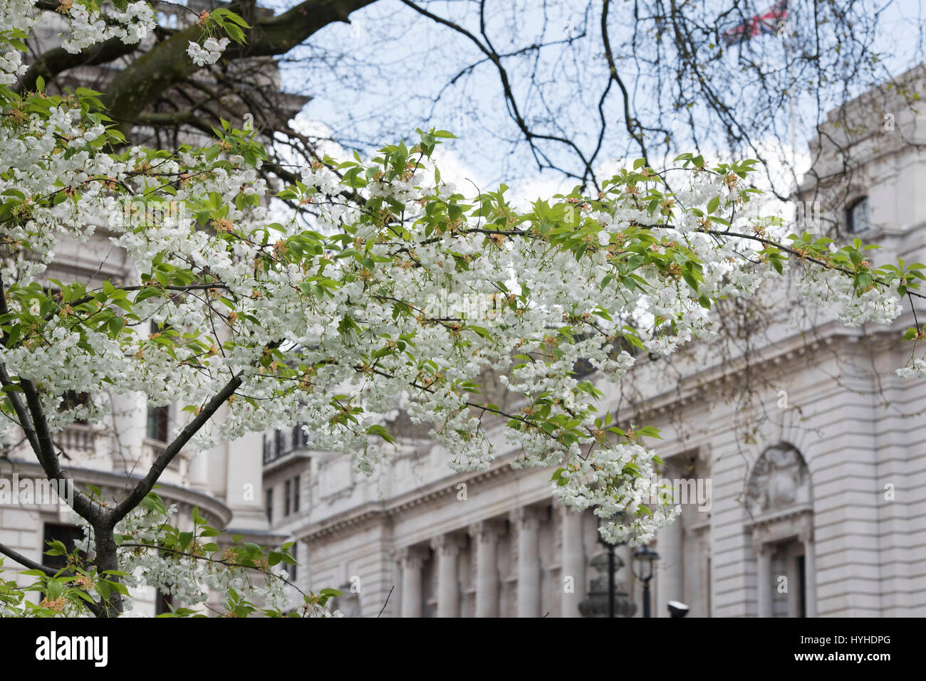 Prunus. Cherry tree blossom in spring. St James Park, City of ...